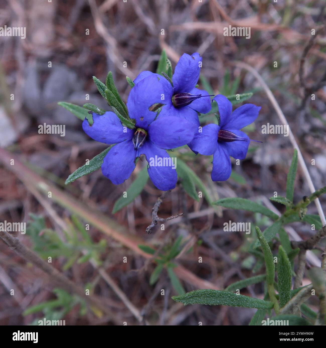 Rough Halgania (Halgania cyanea Stock Photo - Alamy