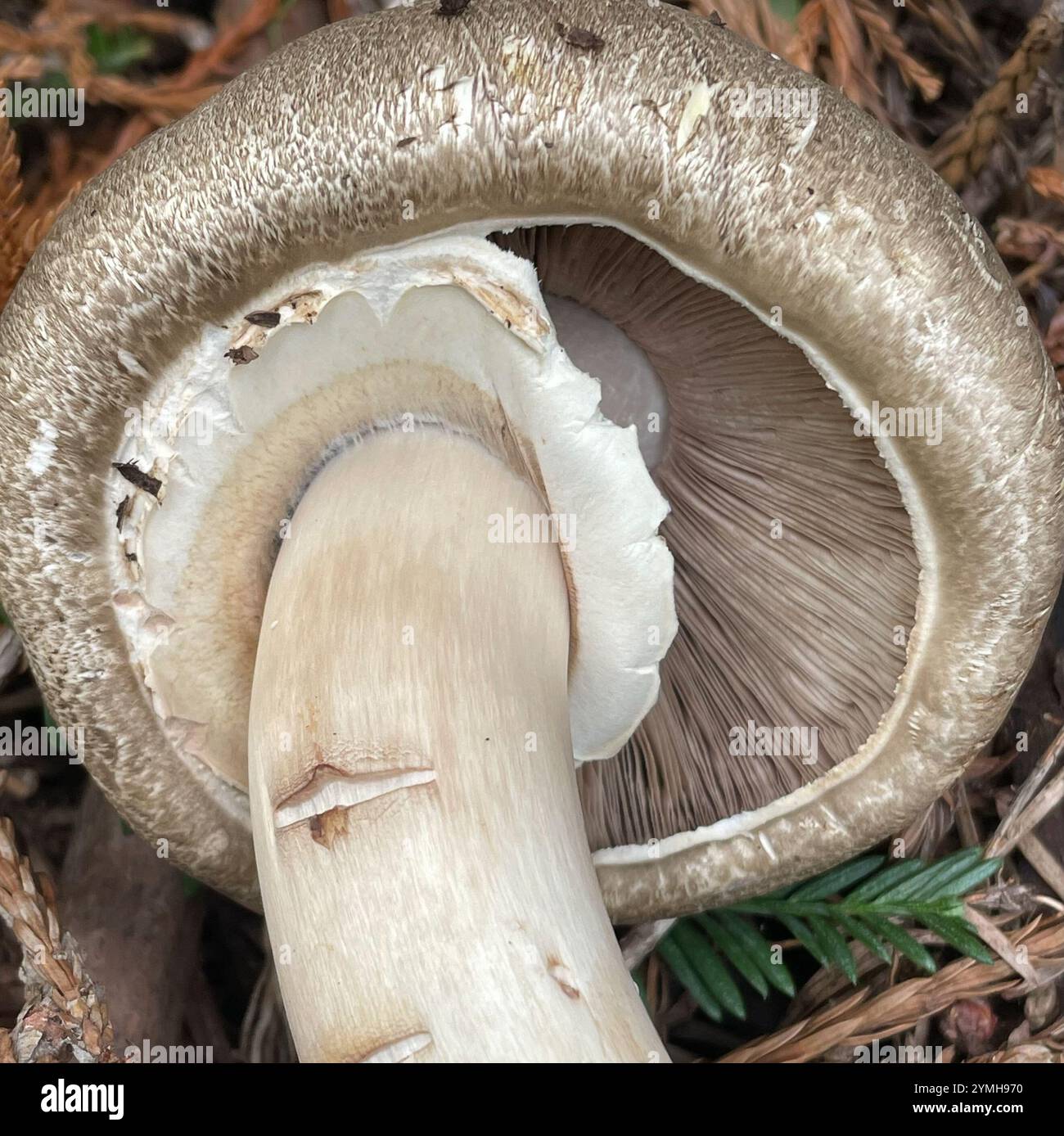 Agaricus hondensis hi-res stock photography and images - Alamy