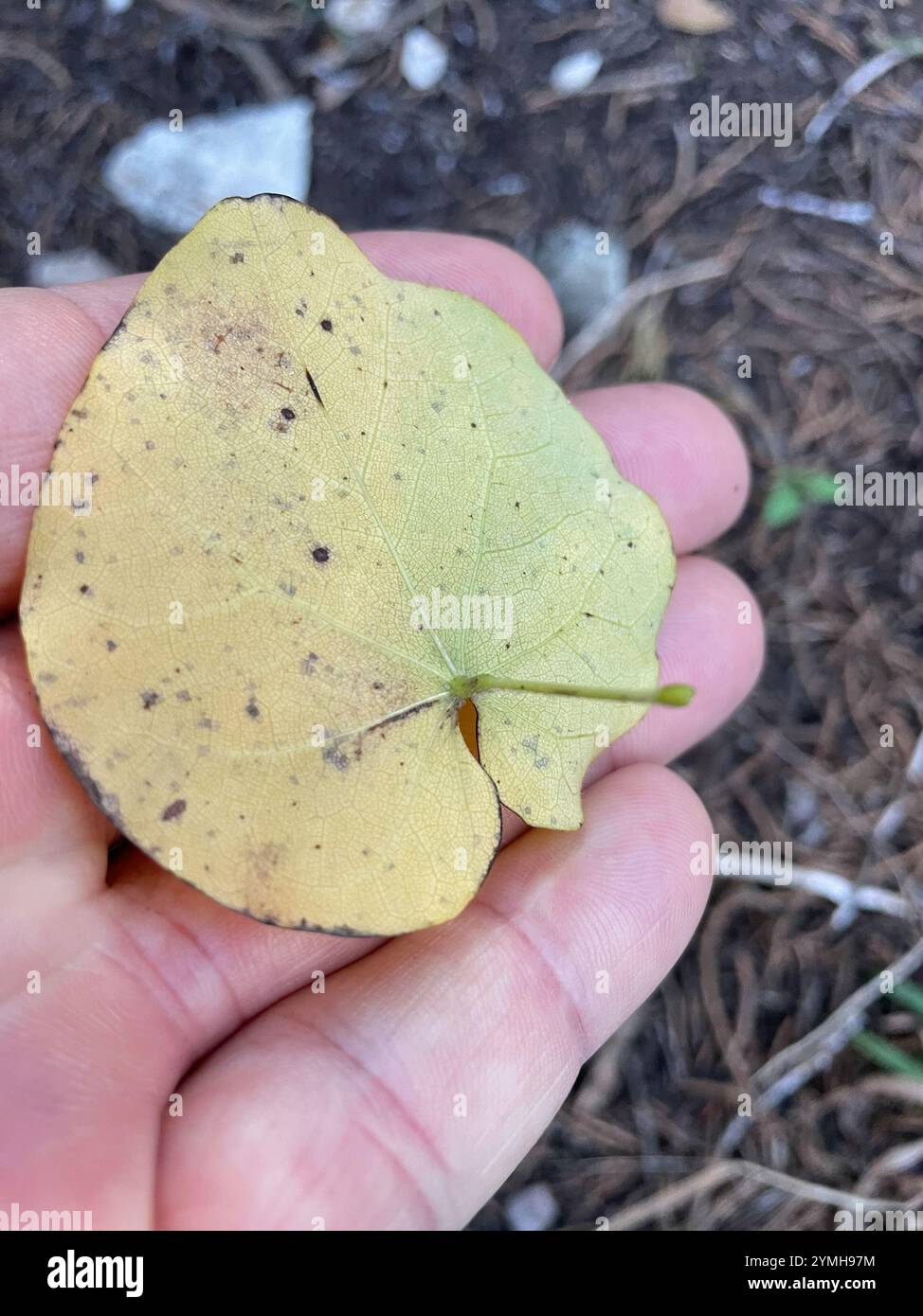 Texas redbud (Cercis canadensis texensis Stock Photo - Alamy