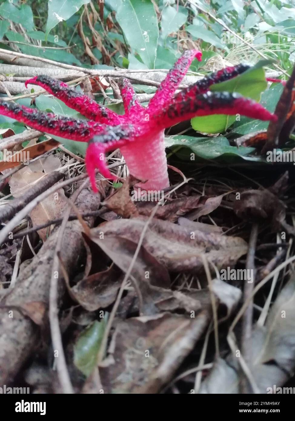 devil's-fingers (Clathrus archeri Stock Photo - Alamy