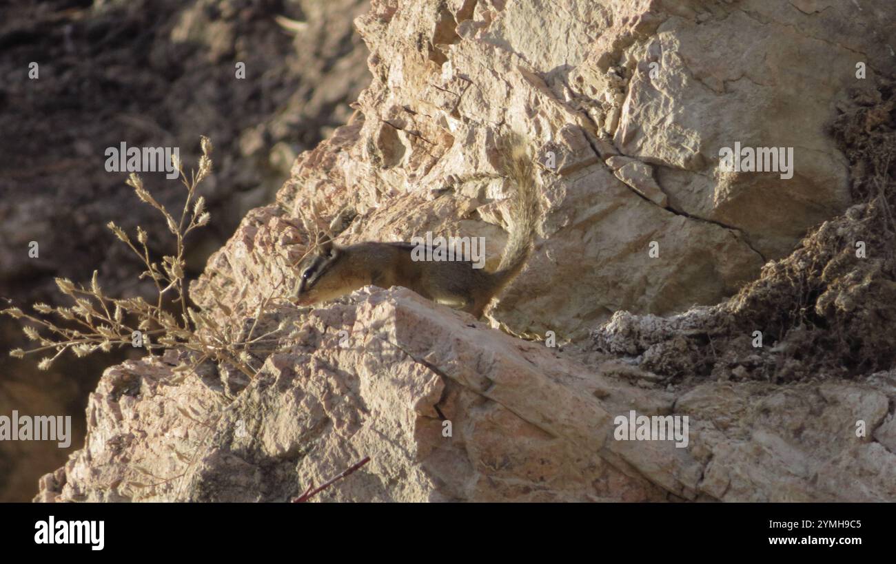 Yellow-pine Chipmunk (Neotamias amoenus Stock Photo - Alamy