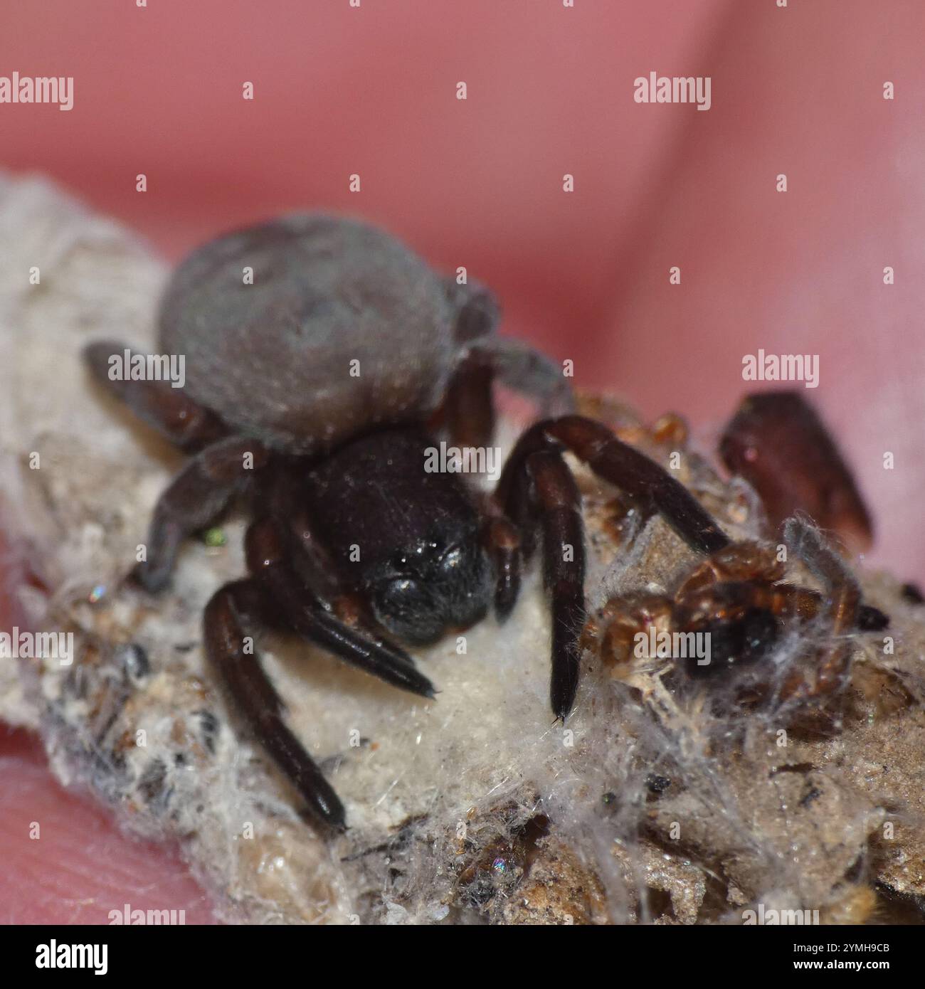 Tree Velvet Spiders (Gandanameno Stock Photo - Alamy