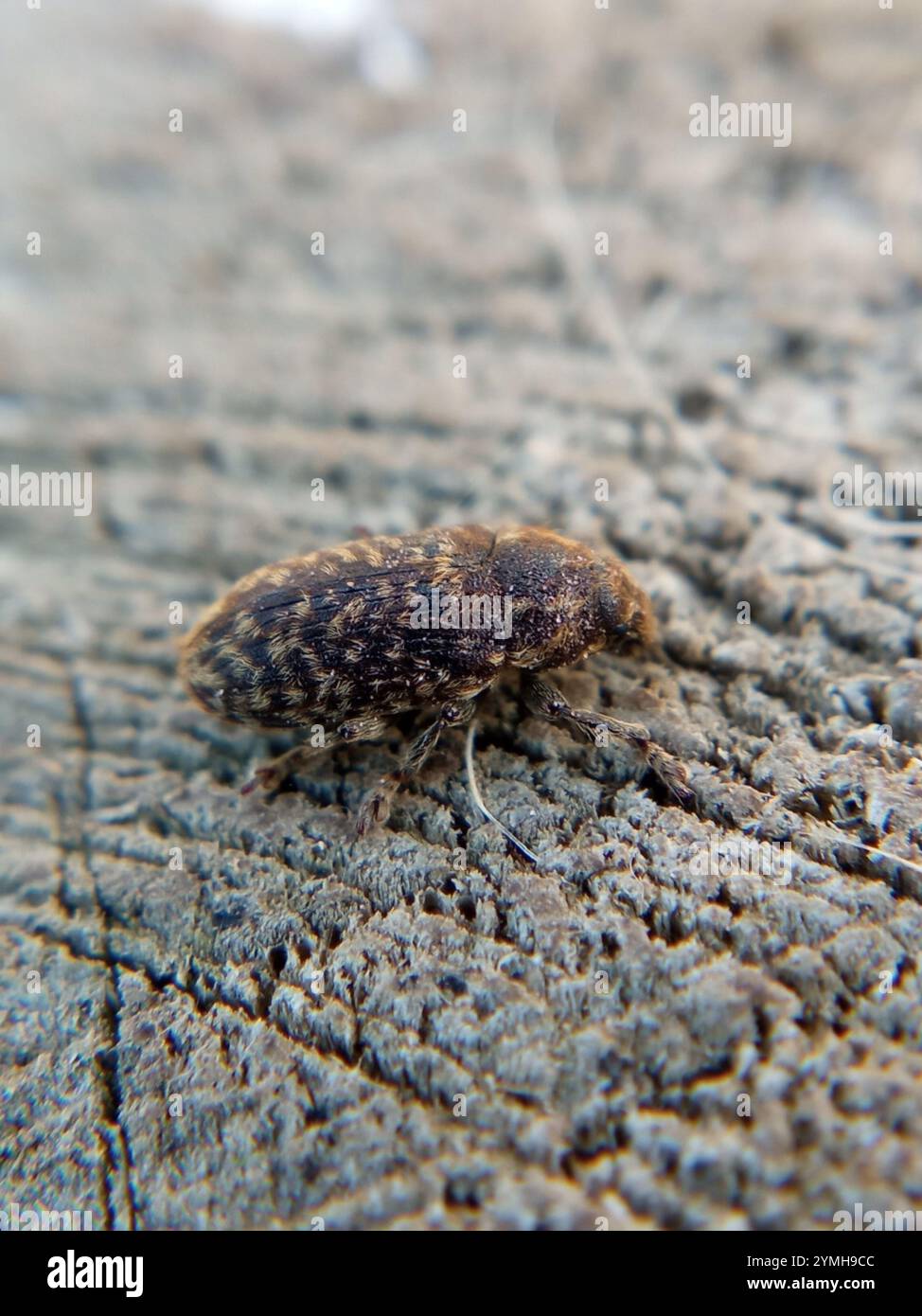 Nodding Thistle Receptacle Weevil (Rhinocyllus conicus Stock Photo - Alamy