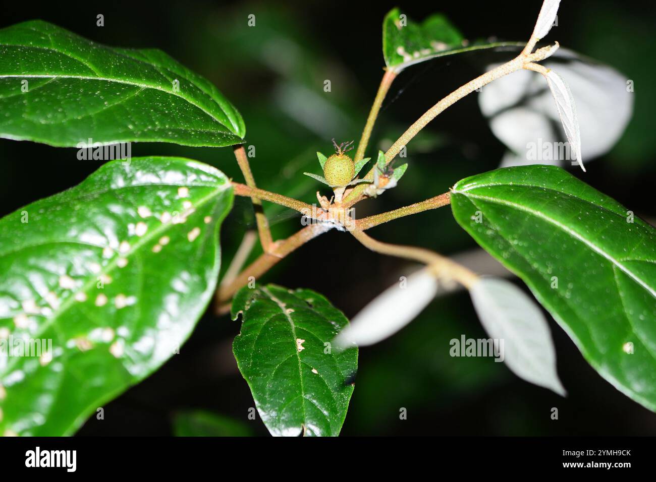Ceylon croton (Croton zeylanicus Stock Photo - Alamy