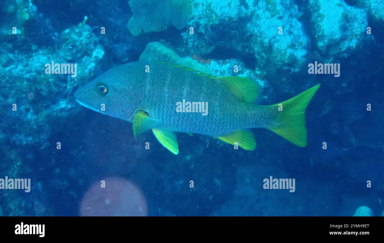 Schoolmaster Snapper (Lutjanus apodus Stock Photo - Alamy