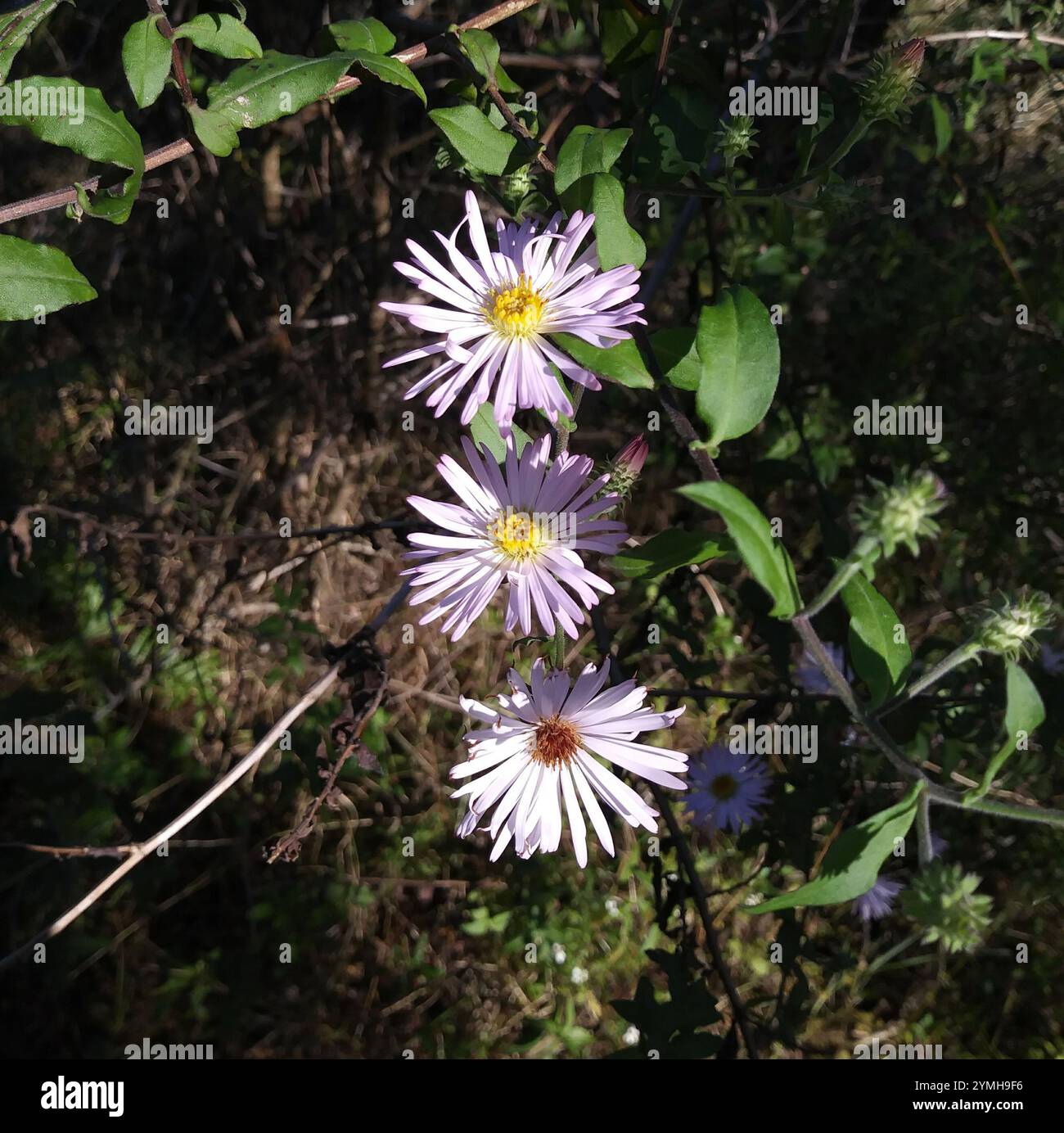 Aster carolinianus hi-res stock photography and images - Alamy