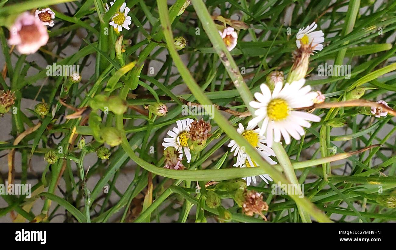 Perennial Saltmarsh Aster (Symphyotrichum tenuifolium Stock Photo - Alamy
