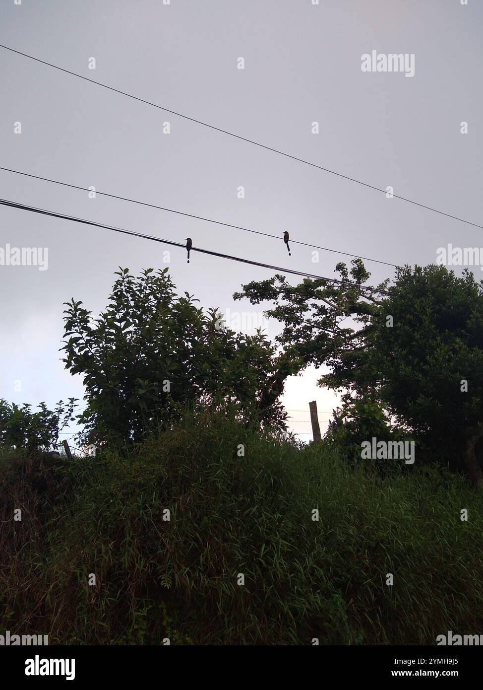 Lesson's Motmot (Momotus lessonii Stock Photo - Alamy