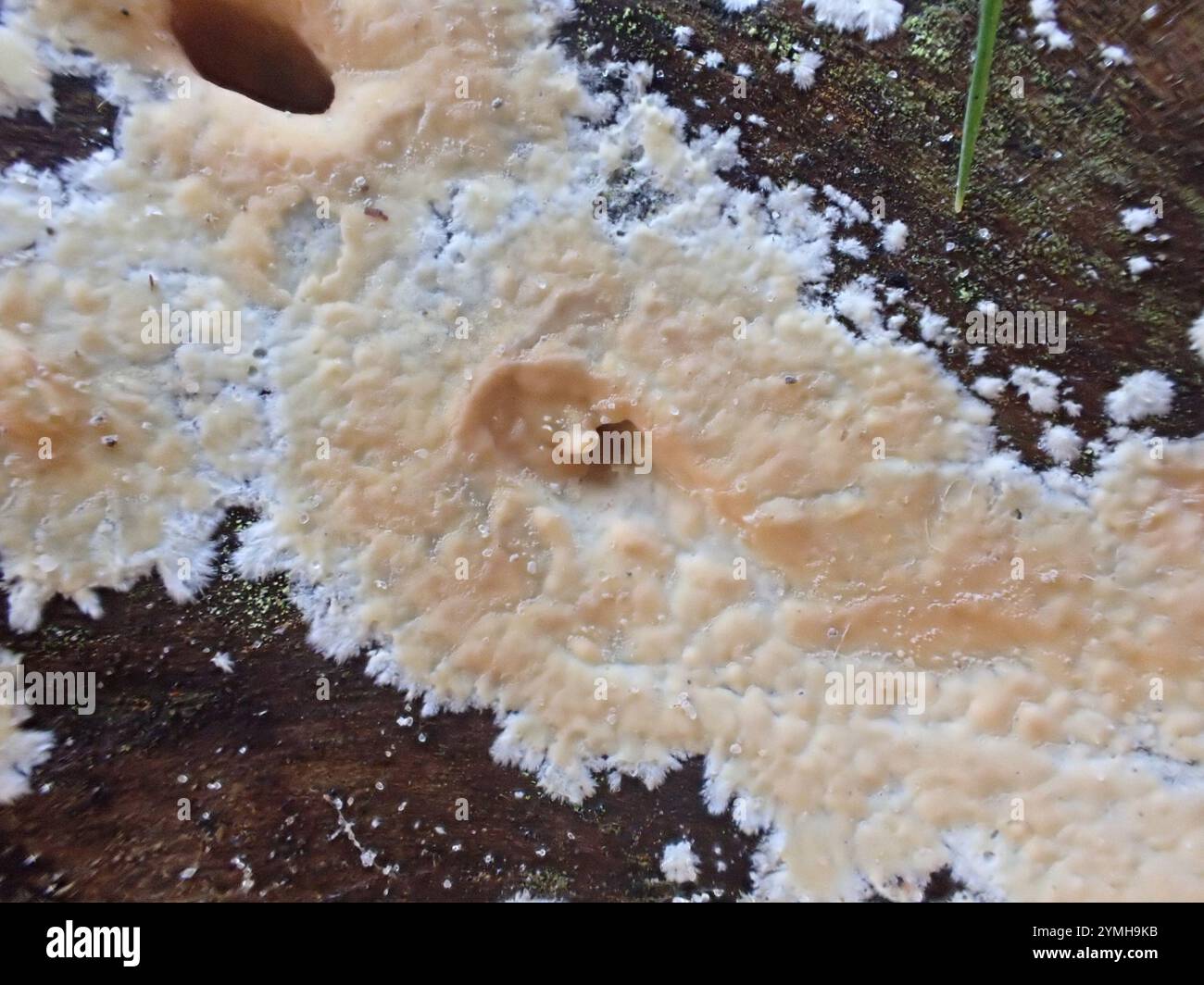 Cylindrobasidium hi-res stock photography and images - Alamy