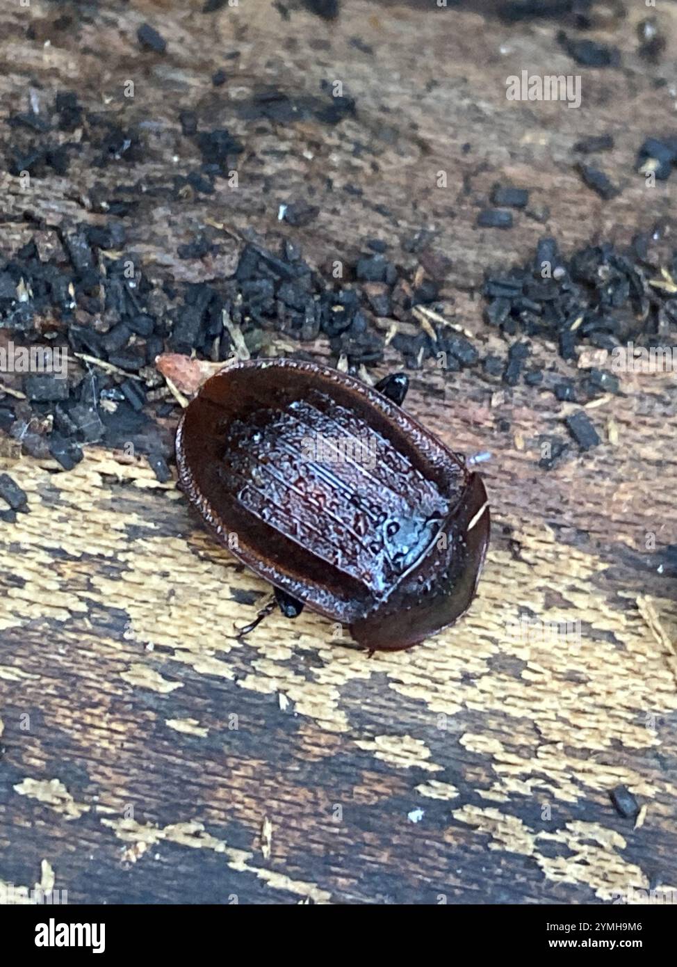 Black snail beetle (Phosphuga atrata Stock Photo - Alamy