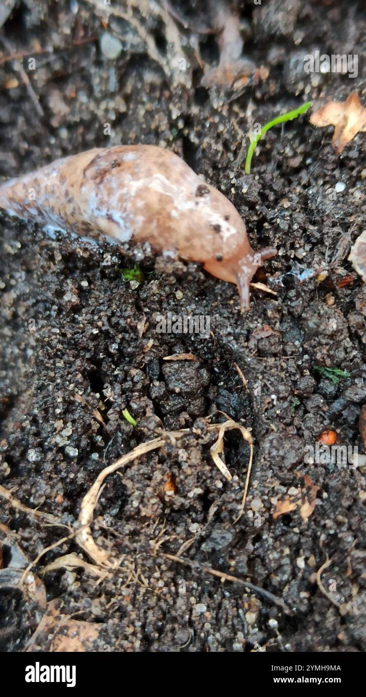 Milky Slug (Deroceras reticulatum Stock Photo - Alamy