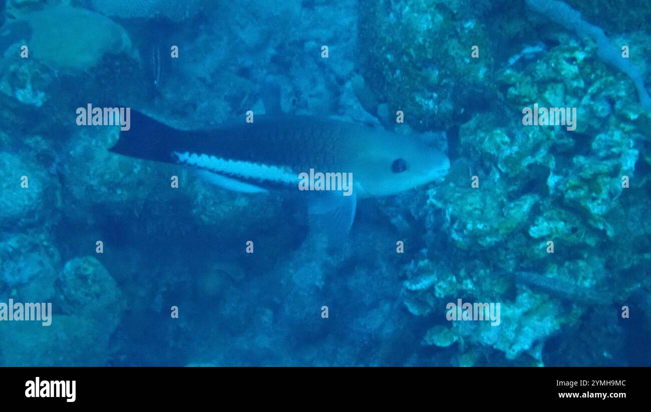Queen parrotfish scarus vetula hi-res stock photography and images - Alamy