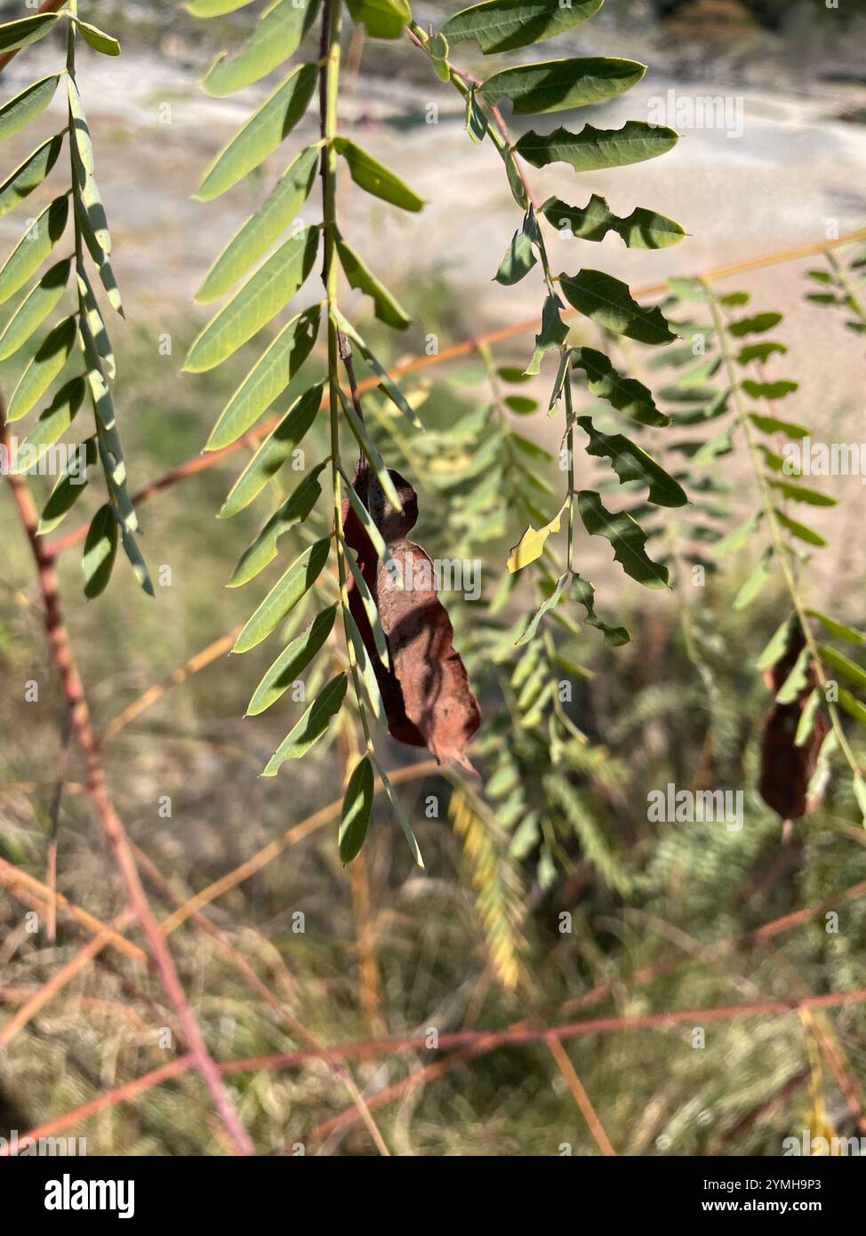 Rattlebush (Sesbania drummondii Stock Photo - Alamy