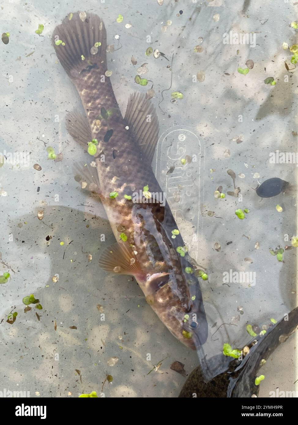 Umbra limi hi-res stock photography and images - Alamy