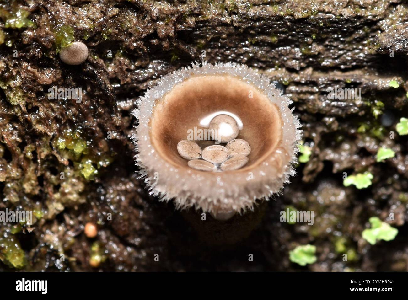Nidula candida hi-res stock photography and images - Alamy