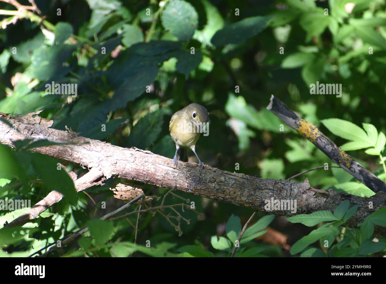 Hutton's Vireo (Vireo huttoni Stock Photo - Alamy