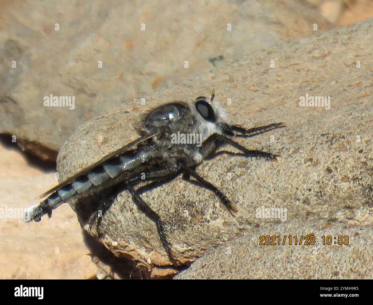 Giant Robber Flies (Promachus Stock Photo - Alamy