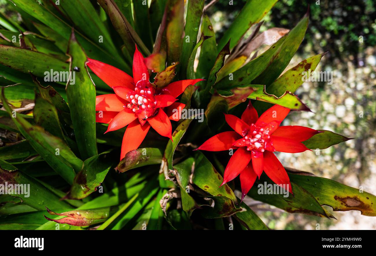 Plants rich green leaves hi-res stock photography and images - Alamy