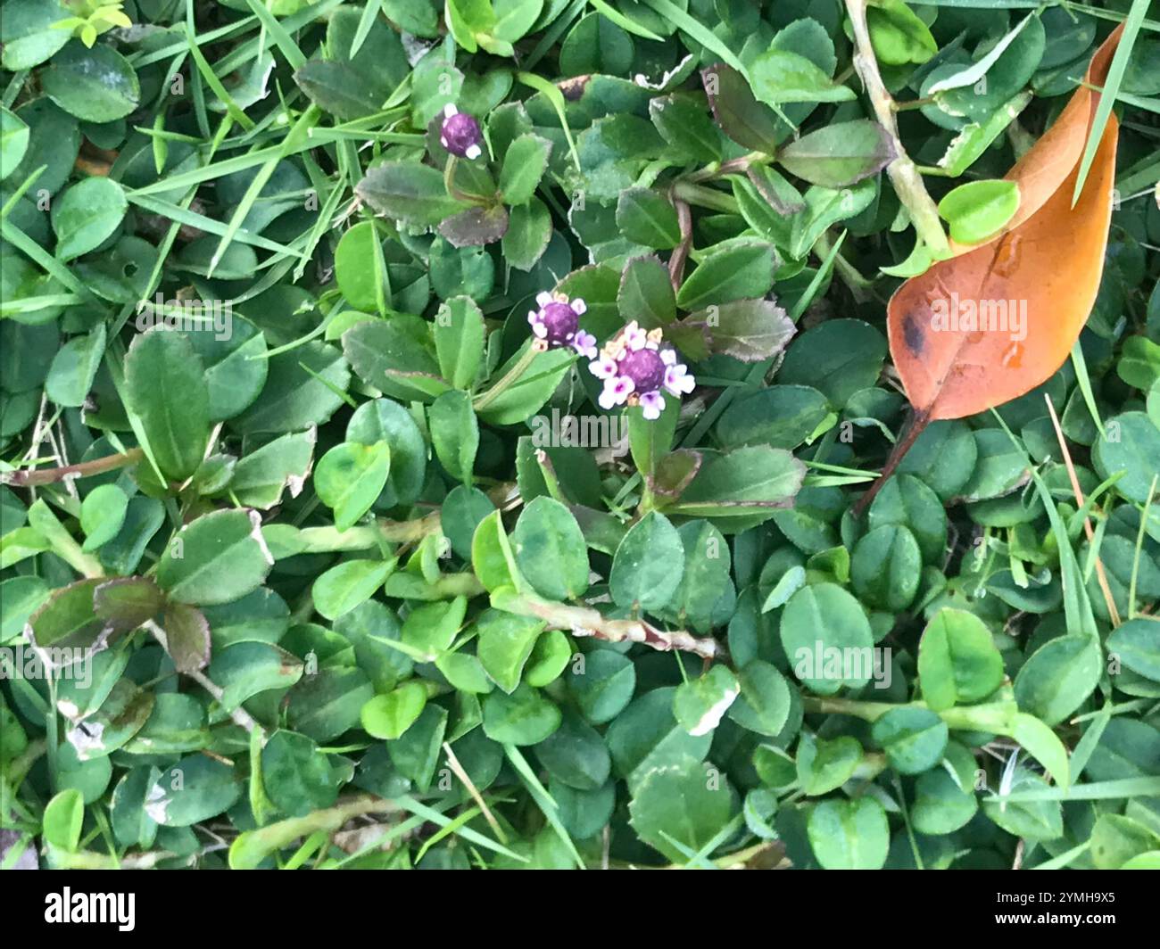 turkey tangle frogfruit (Phyla nodiflora Stock Photo - Alamy