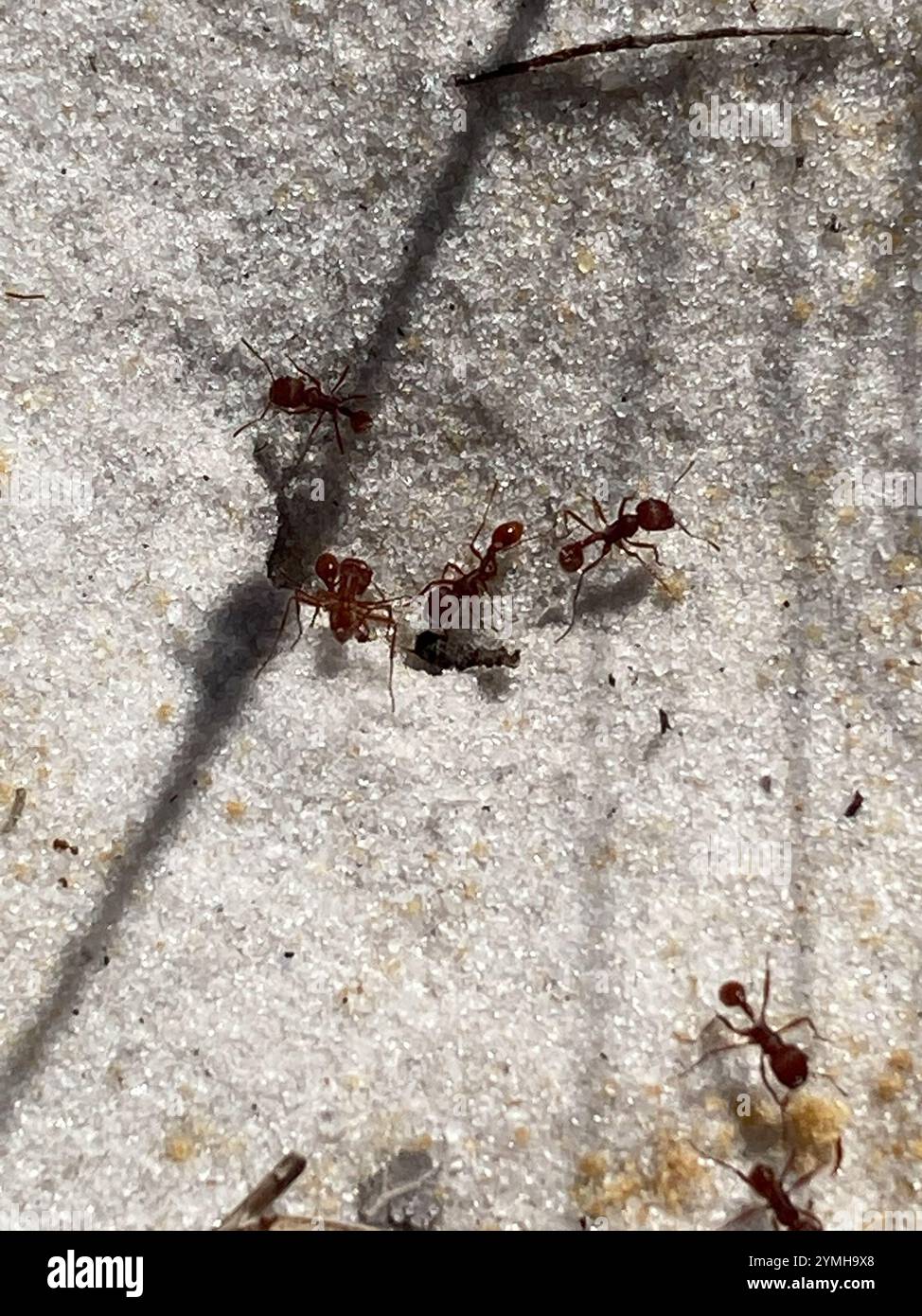 Florida Harvester Ant (Pogonomyrmex badius Stock Photo - Alamy