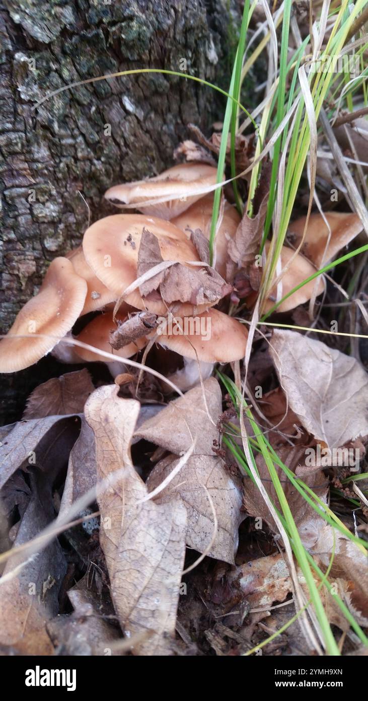Common Stump Brittlestem (Psathyrella piluliformis Stock Photo - Alamy