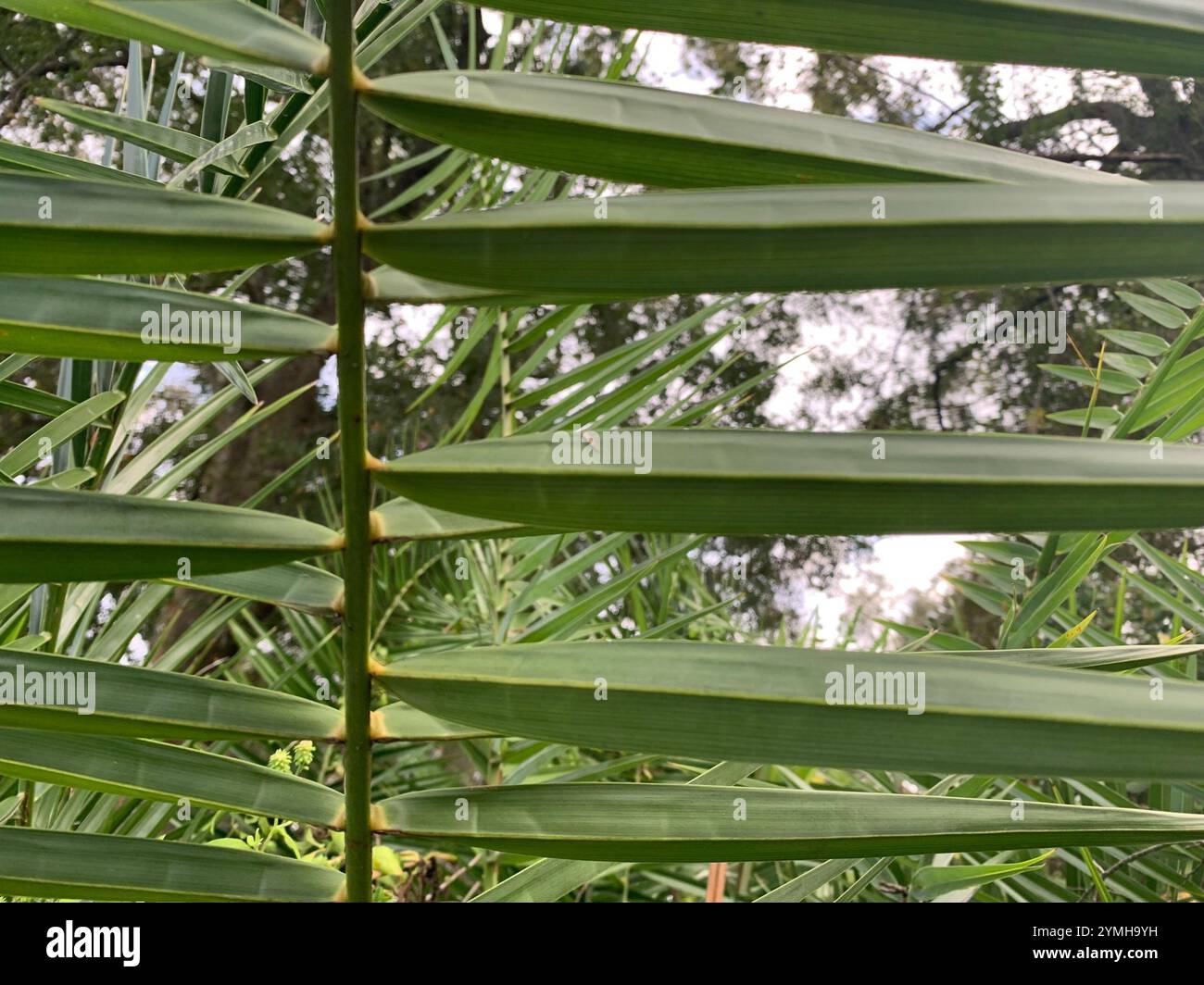Reclining Date Palm (Phoenix reclinata Stock Photo - Alamy