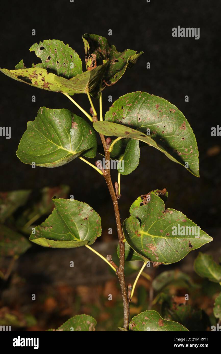Italian alder (Alnus cordata Stock Photo - Alamy