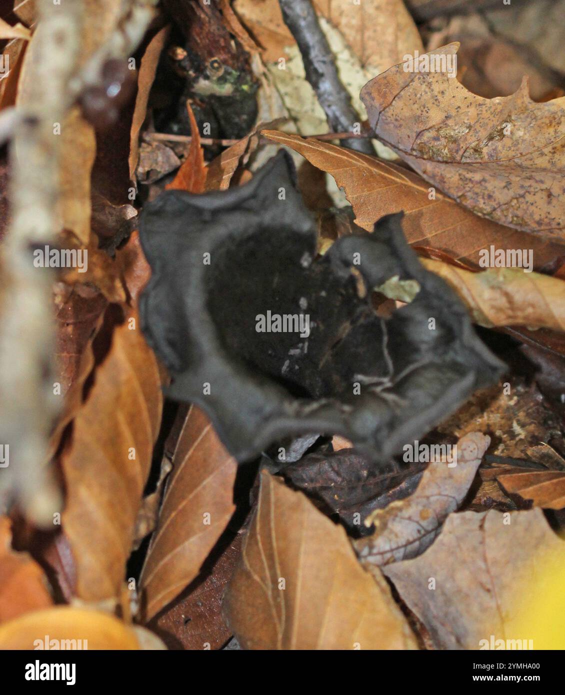 Eastern Black Trumpet (Craterellus fallax Stock Photo - Alamy