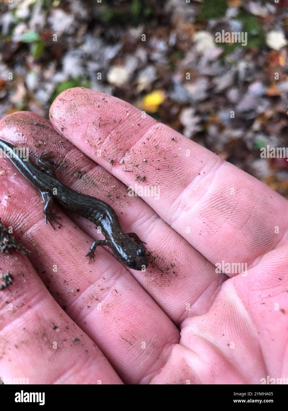 Northern Dusky Salamander (Desmognathus fuscus Stock Photo - Alamy