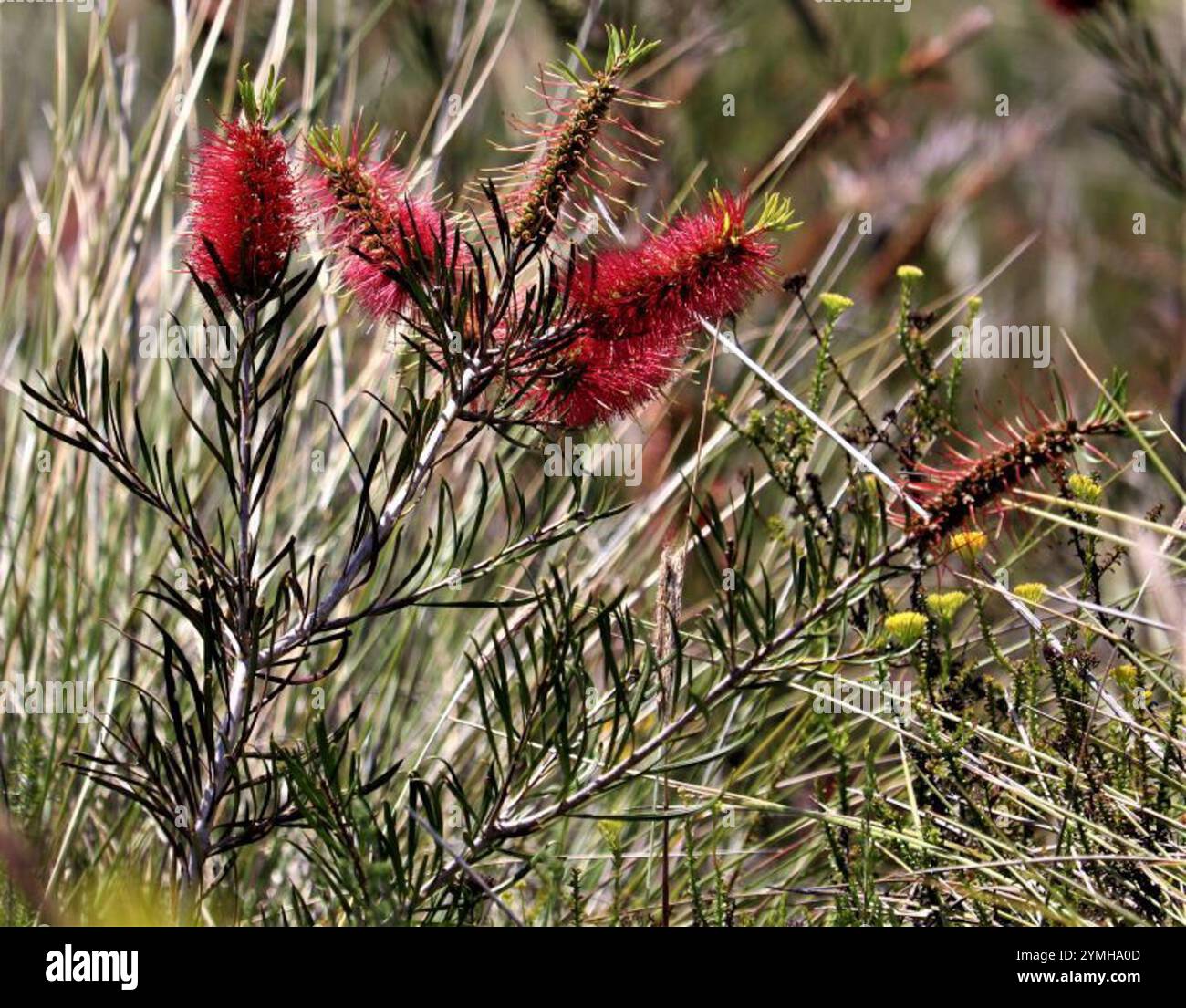 Narrow leaved bottlebrush hi-res stock photography and images - Alamy