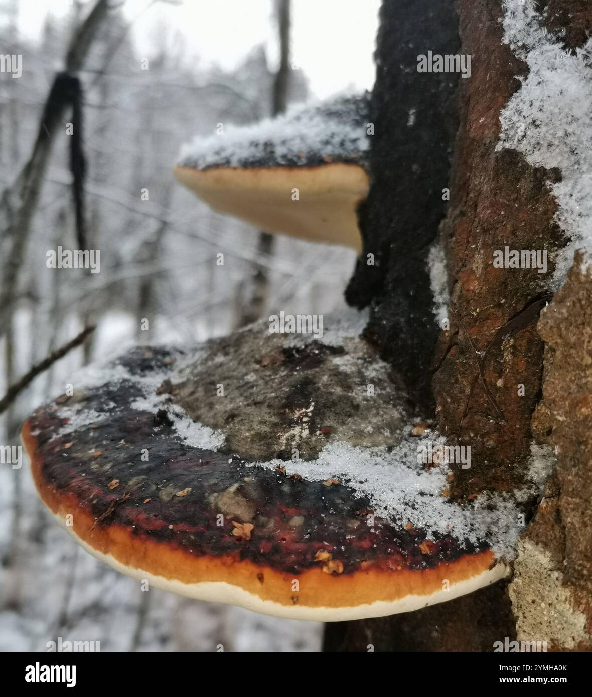 Red-banded Polypore (Fomitopsis pinicola Stock Photo - Alamy