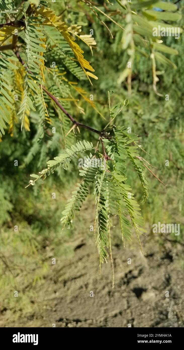 velvet mesquite (Neltuma velutina Stock Photo - Alamy
