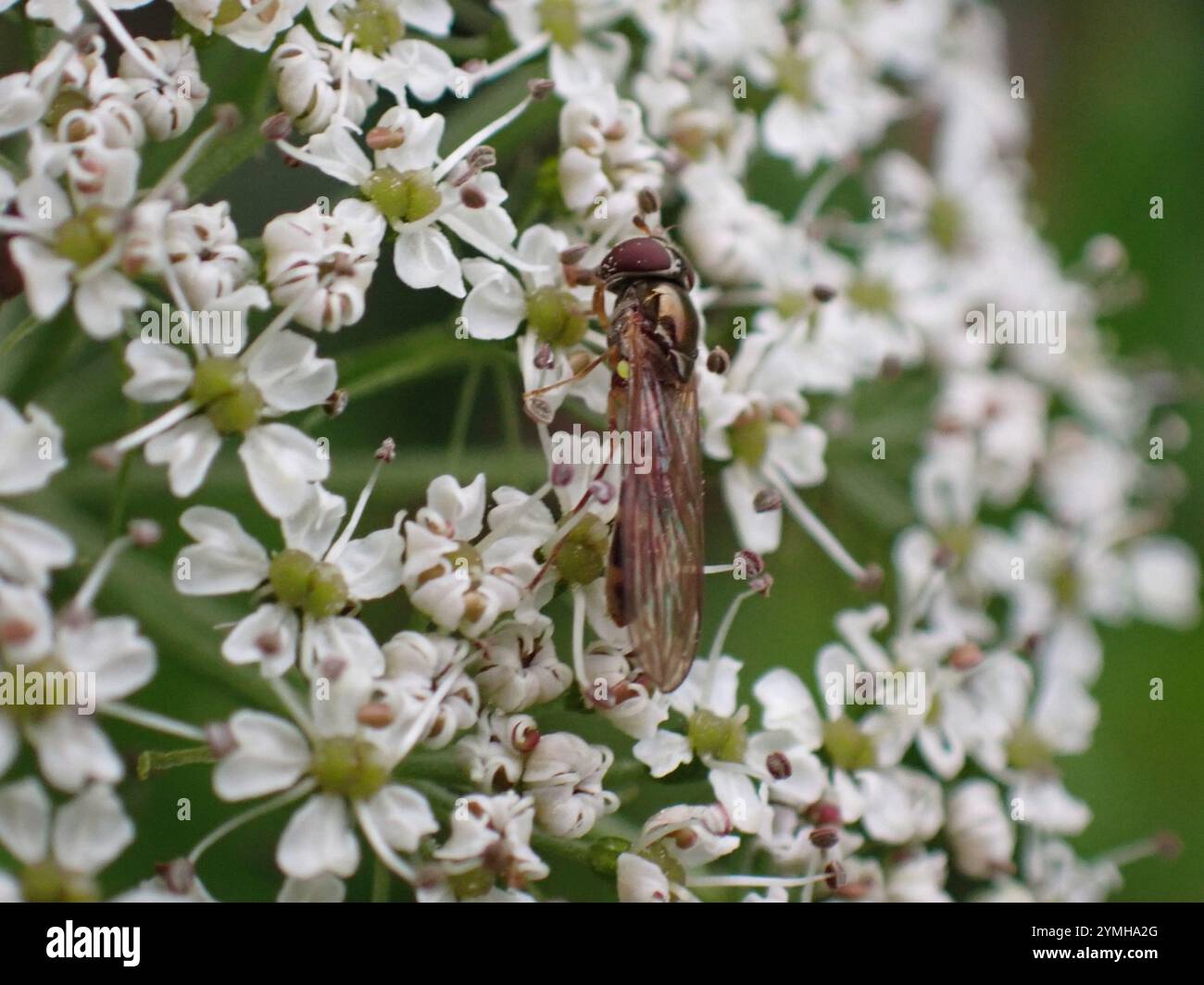 Variable Duskyface Fly (Melanostoma mellinum Stock Photo - Alamy