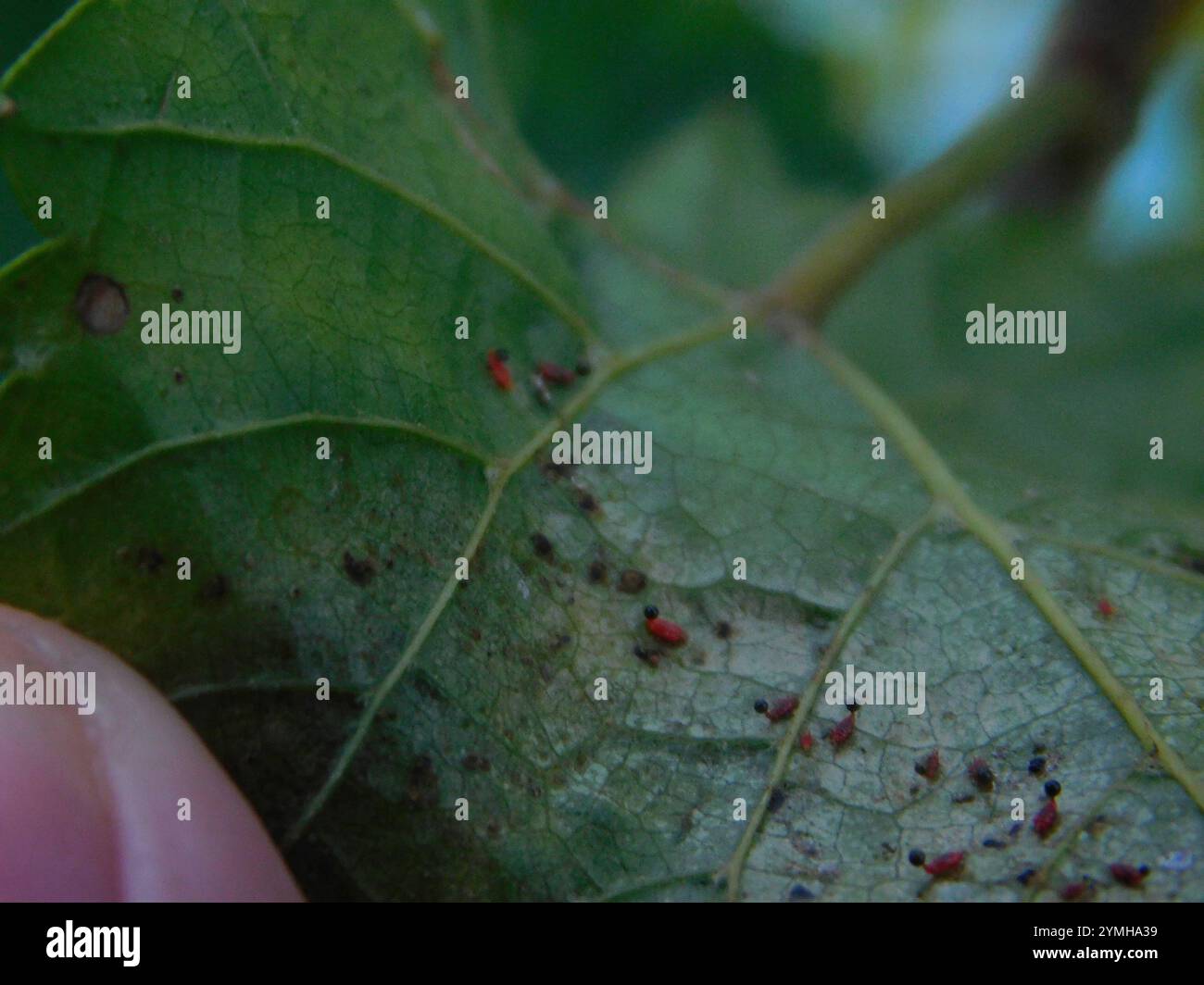 Common Thrips (Thripidae Stock Photo - Alamy