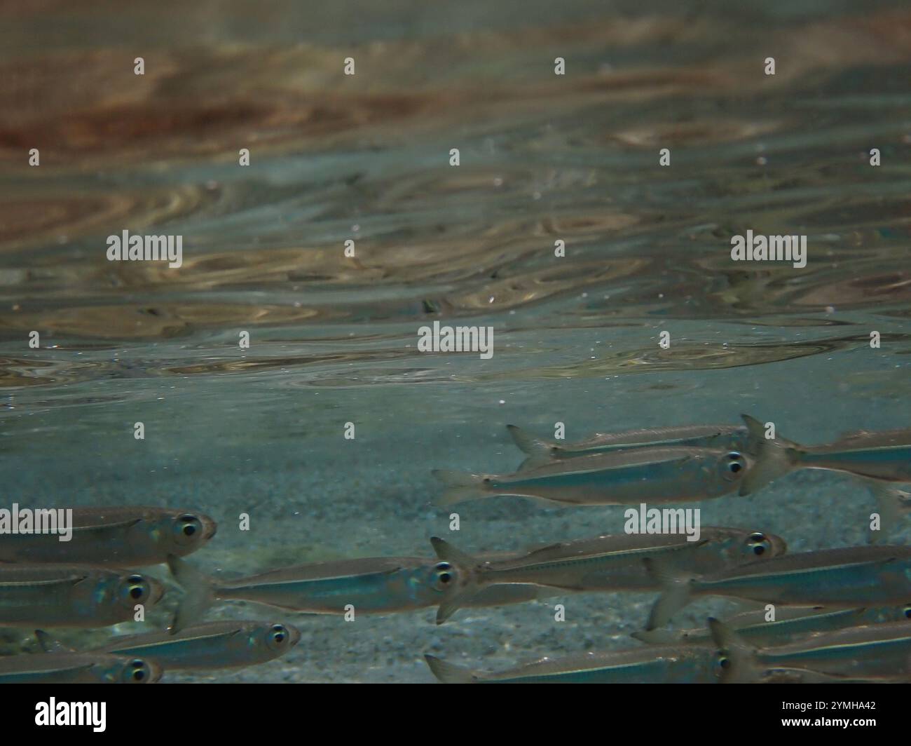 Red sea silverside hi-res stock photography and images - Alamy