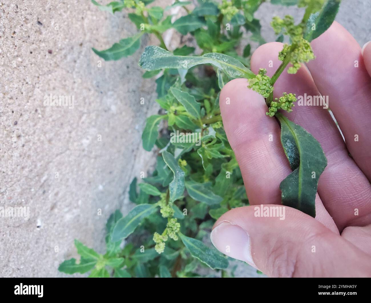 oak-leaved goosefoot (Oxybasis glauca Stock Photo - Alamy