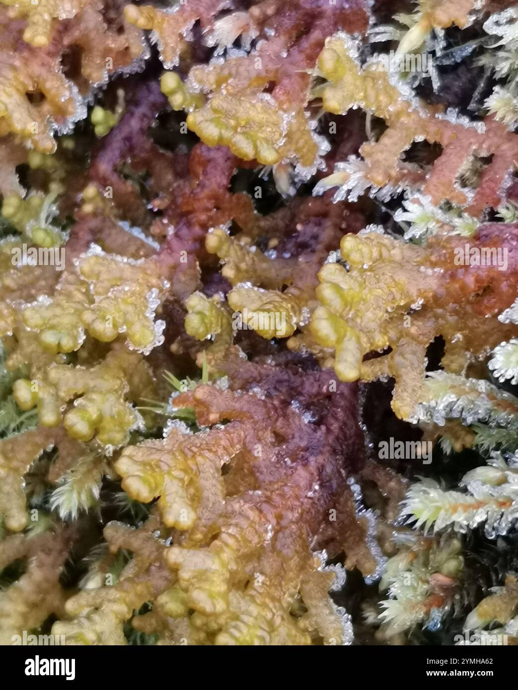 Northern Naugehyde Liverwort (Ptilidium ciliare Stock Photo - Alamy