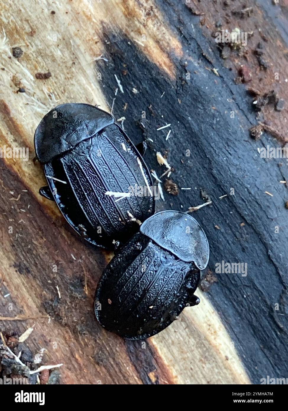 Black snail beetle (Phosphuga atrata Stock Photo - Alamy