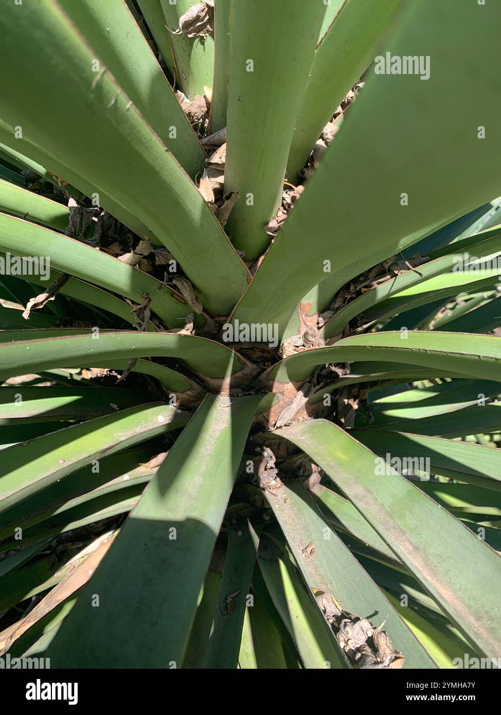 Spanish dagger (Yucca treculiana Stock Photo - Alamy