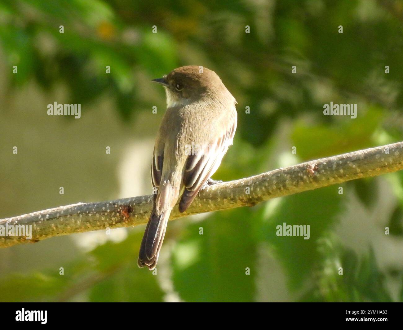 Eastern Phoebe (Sayornis phoebe Stock Photo - Alamy