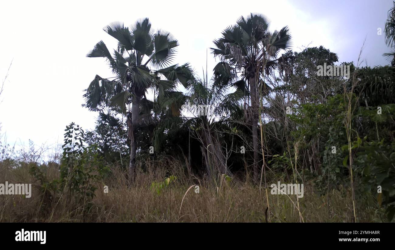 borassus palm (Borassus aethiopum Stock Photo - Alamy