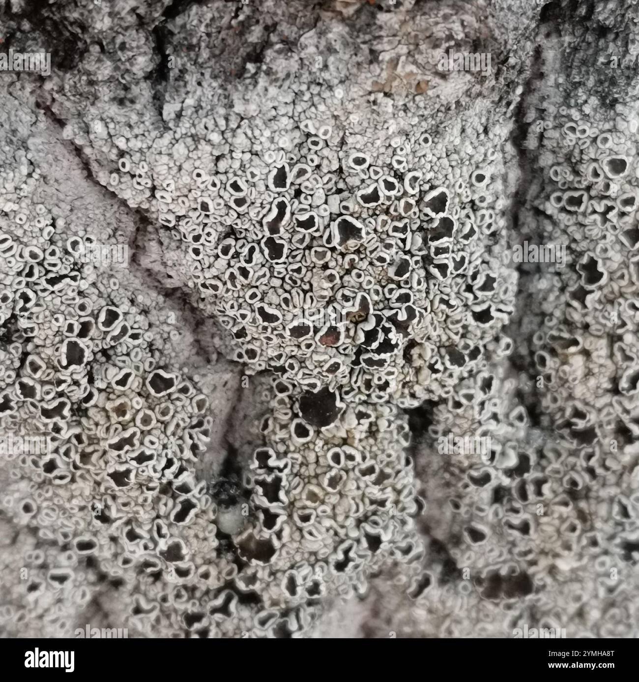 rim lichens, disc lichens, and allies (Lecanoraceae Stock Photo - Alamy