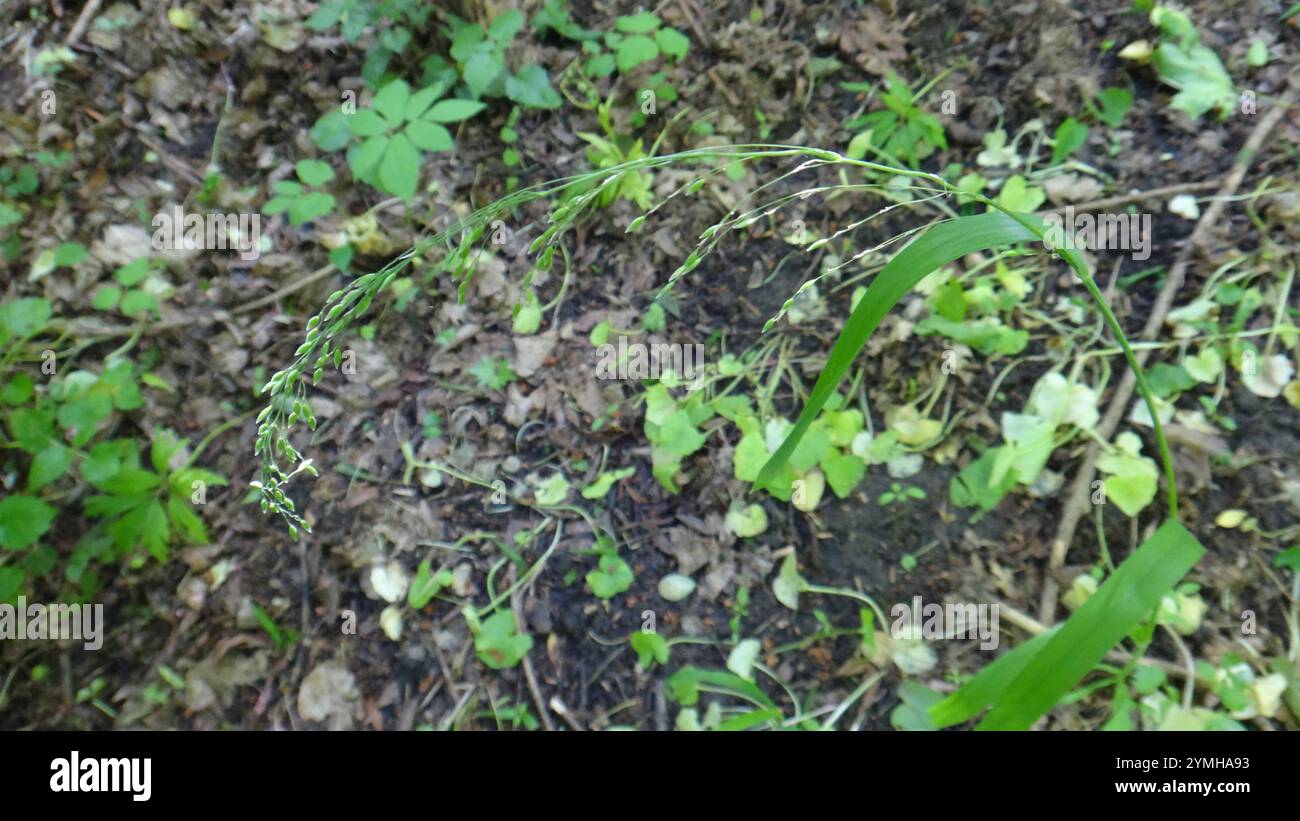 Wood Millet (Milium effusum Stock Photo - Alamy
