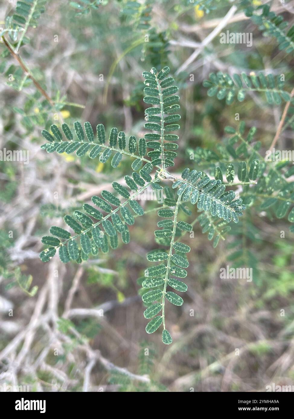 Texas Kidneywood (Eysenhardtia texana Stock Photo - Alamy