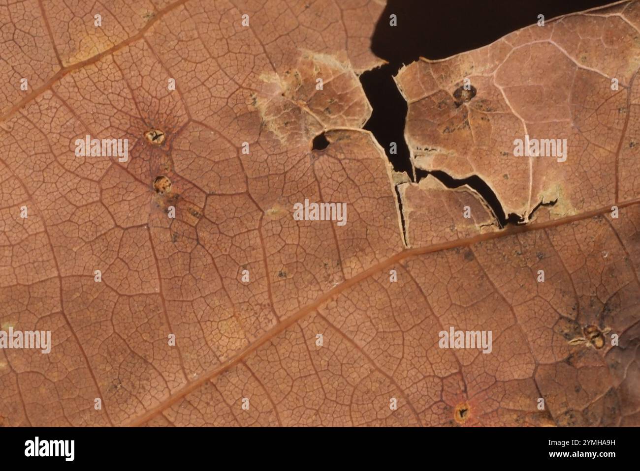 oak flake gall wasp (Neuroterus quercusverrucarum Stock Photo - Alamy