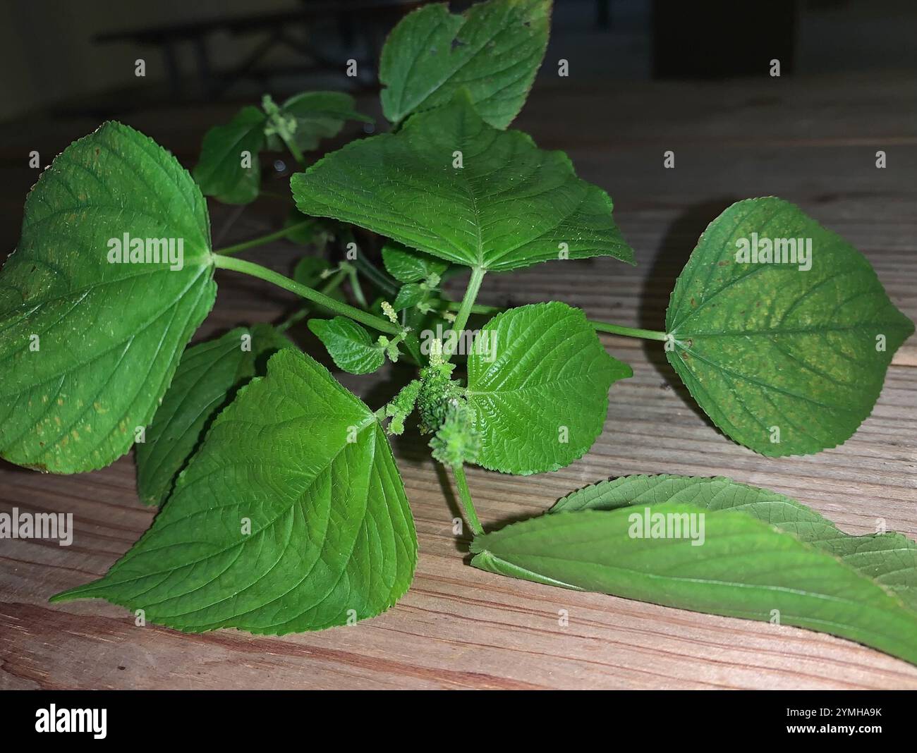 Cuban copperleaf (Acalypha setosa Stock Photo - Alamy