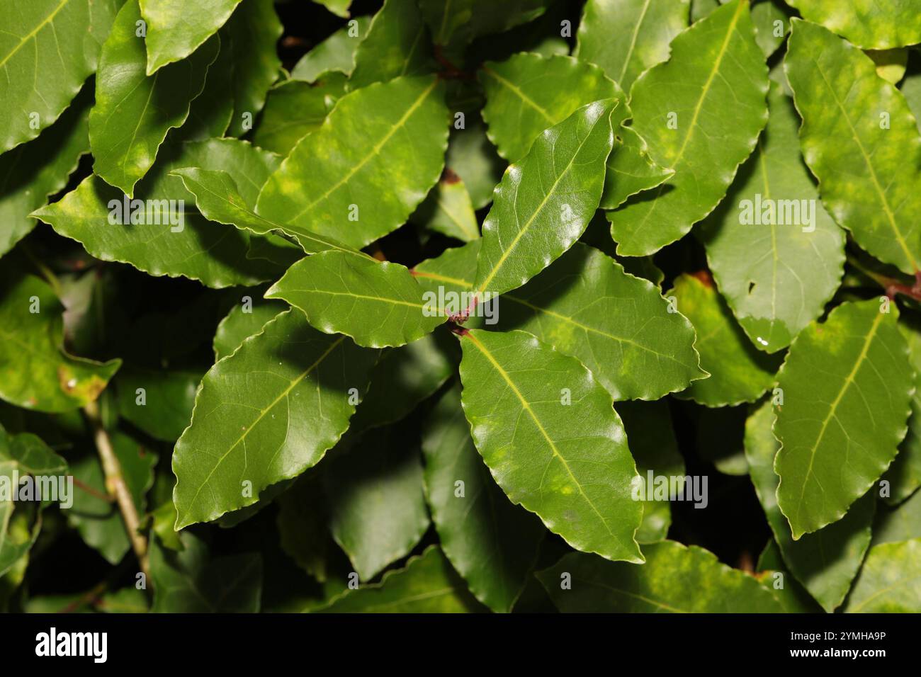Bay laurel (Laurus nobilis Stock Photo - Alamy