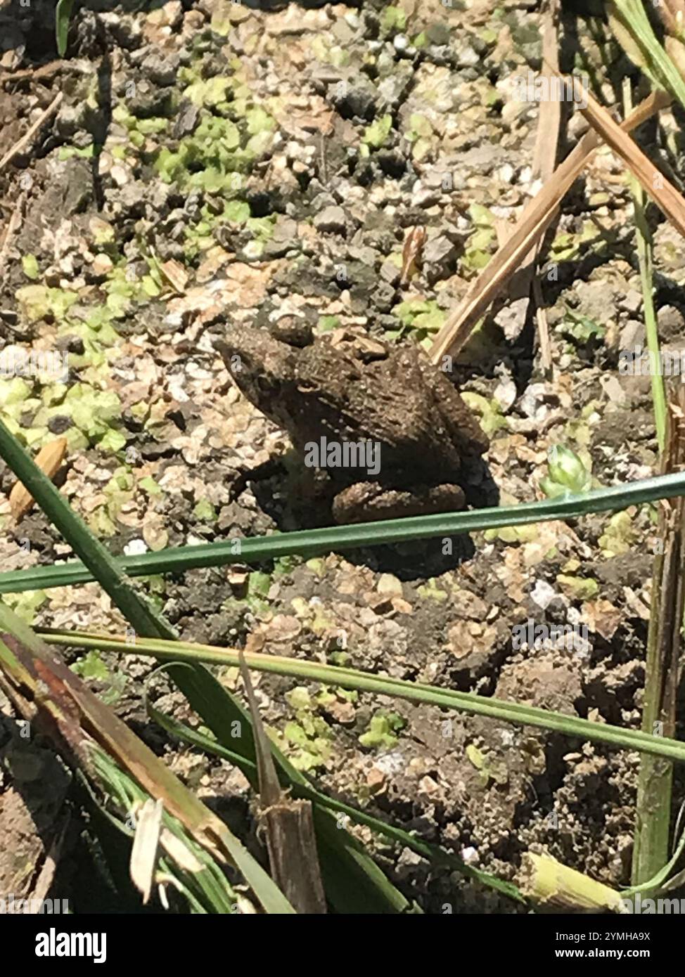 Hong Kong Rice-paddy Frog (Fejervarya multistriata Stock Photo - Alamy