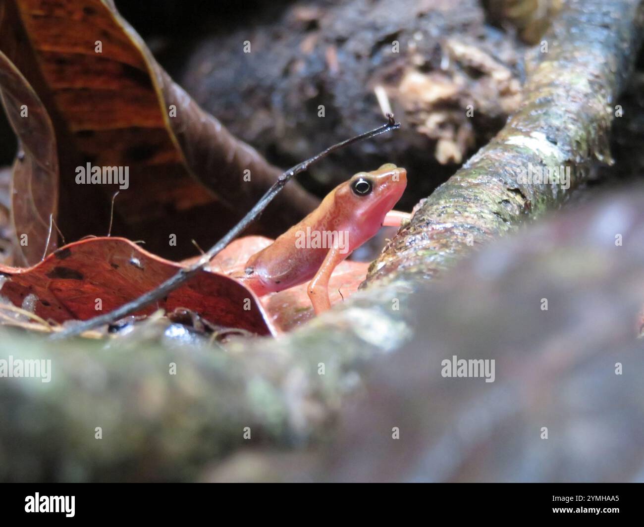 Cayenne Stubfoot Toad (Atelopus flavescens Stock Photo - Alamy