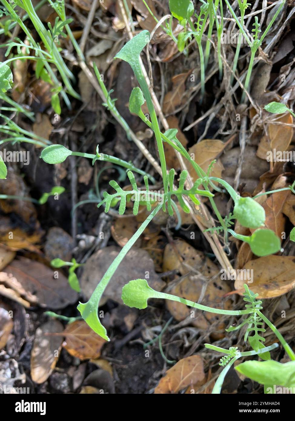 white fiesta flower (Pholistoma membranaceum Stock Photo - Alamy
